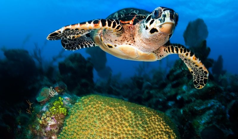 Flora e fauna marina: le specie più comuni | Il blog di Nautal